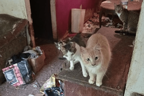 Hudson Valley Humane Society Fails To Intervene In Horrific Cat Abuse ...